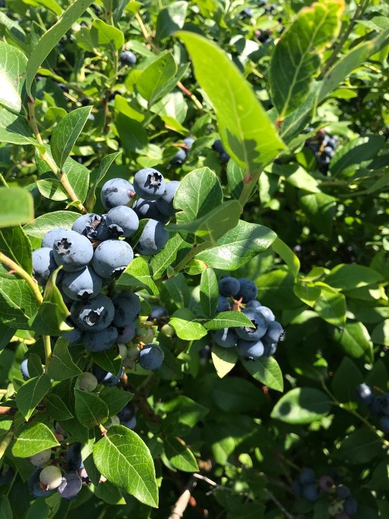 How to do blueberry farming using cocopeat in India | Greglo